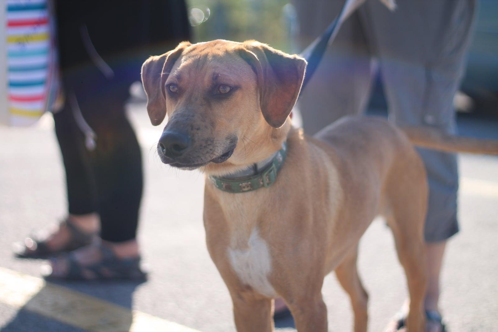 Happy Tails Dogs – Full Circle Rescue